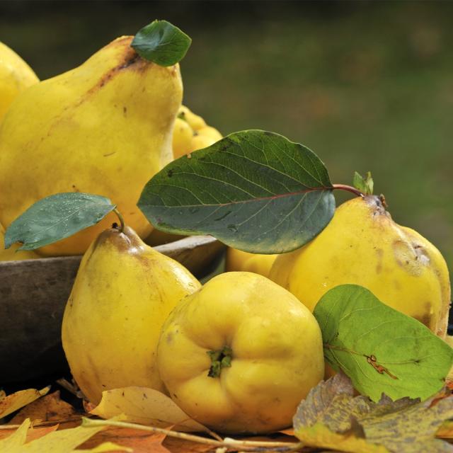 Cydonia oblonga - Cognassier commun - Coing - Arbuste fruitier et ...