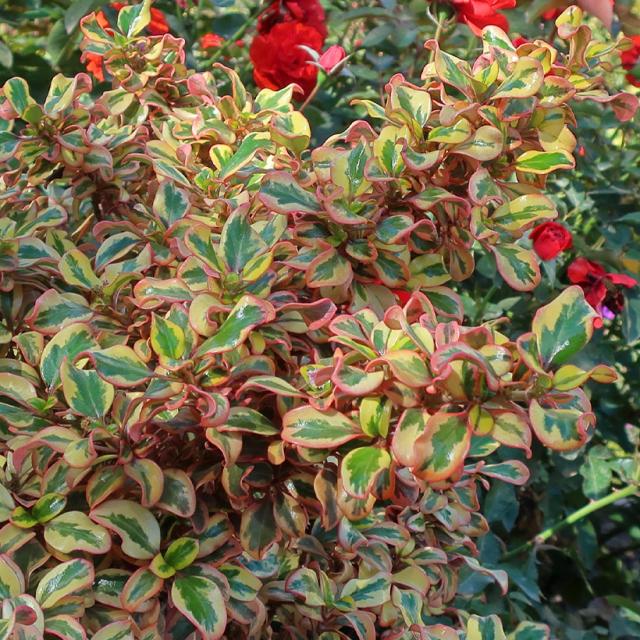 Coprosma repens Pink Splendor - Arbuste persistant au feuillage panaché ...