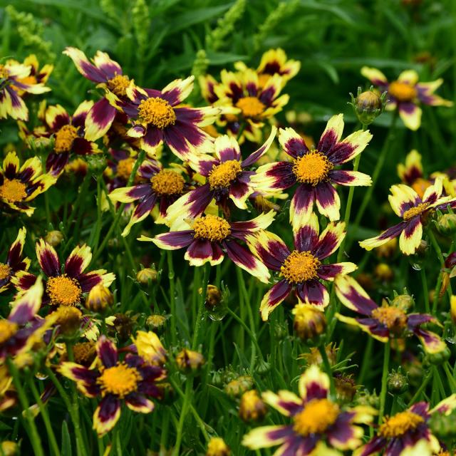 Coreopsis Cosmic Eye – Un Coréopsis à fleurs bordeaux et jaune d'or