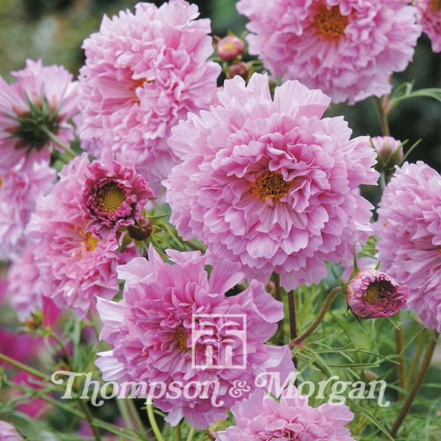 Cosmos bipenné Double Click Rose Bonbon - Cosmos bipinnatus