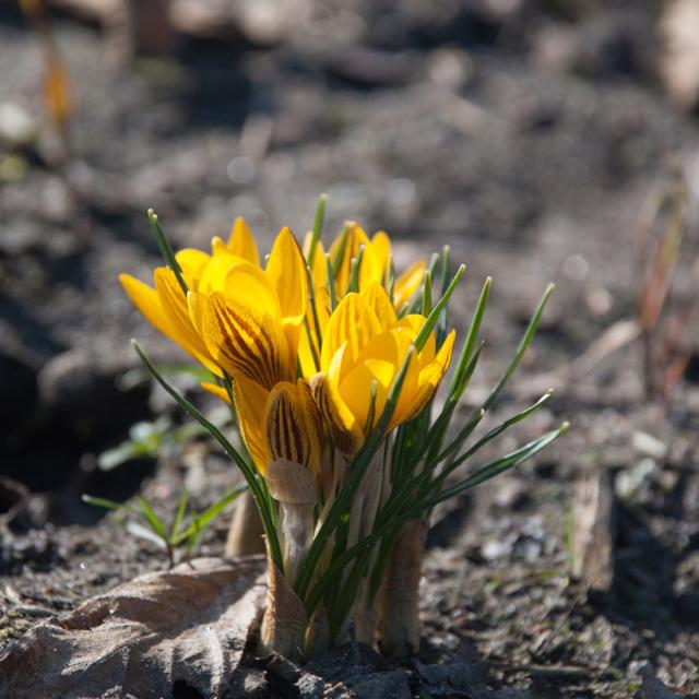 Crocus chrysanthus Fuscotinctus - Fleurs jaune d'or striées de bronze