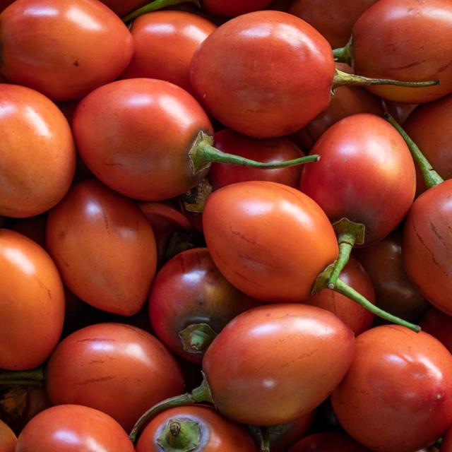 Tamarillo Red - Tomate en Arbre - Cyphomandra betacea Red - Arbuste aux ...