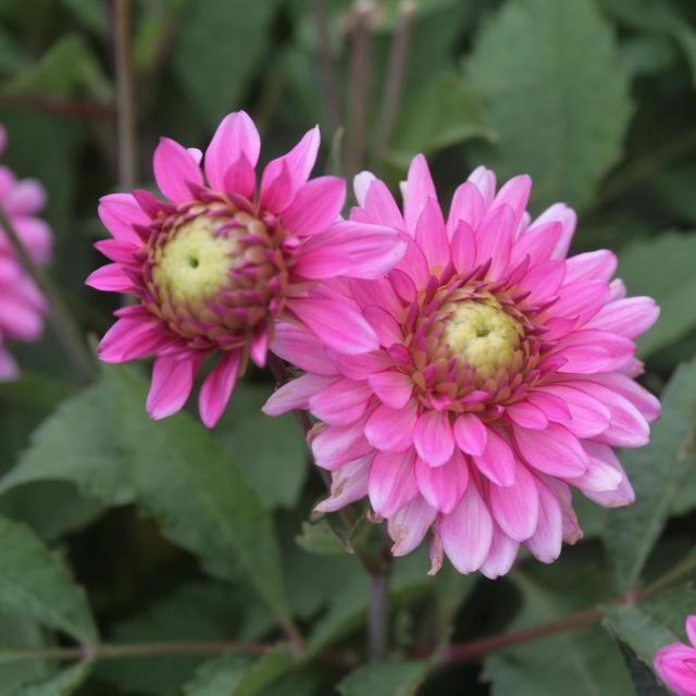 Dahlia décoratif Melody Lizza - demi-nain - De grandes fleurs très ...
