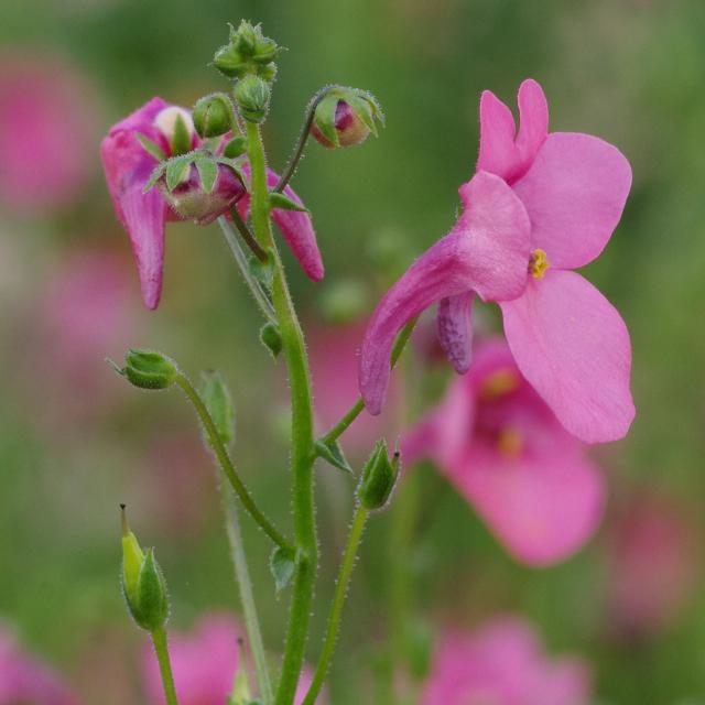 Diascia barberae Ruby Field – Une multitude de fleurs rose saumoné