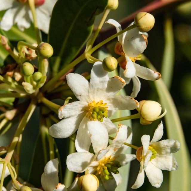 Drimys winteri - Cannelle de Magellan - Arbuste persistant aromatique ...