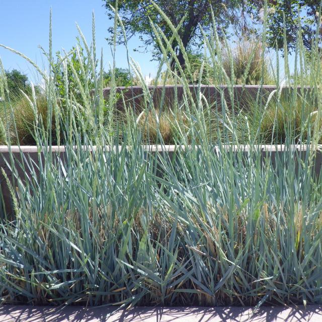 Agropyron - Elymus magellanicus - Une ravissante graminée bleue