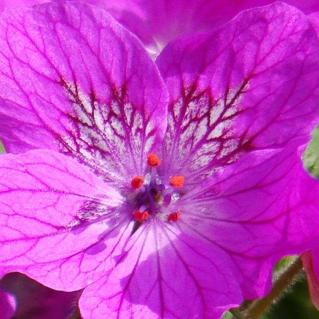 Erodium manescavii - Une vivace proche du Géranium vivace, à fleurs roses