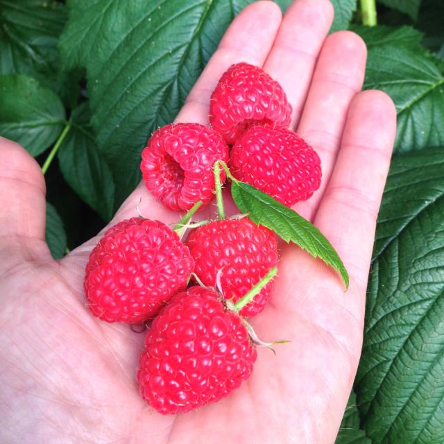 Framboisier Paris - Rubus idaeus remontant à gros fruits rouges
