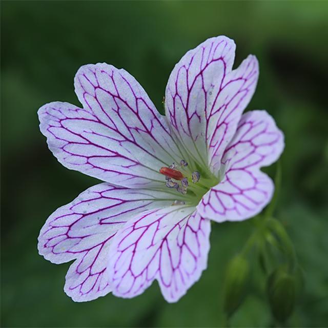 Geranium vesicolor - Géranium vivace à jolies fleurs veinées de rose ...