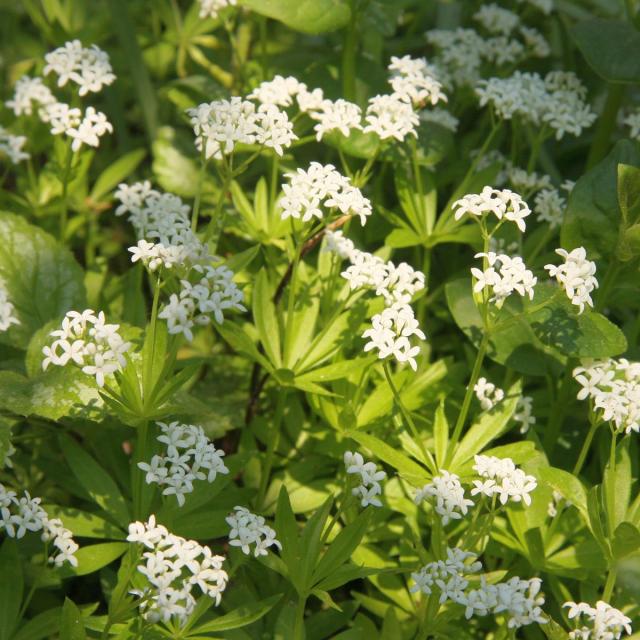 Aspérule odorante - Galium odoratum - Plante médicinale couvre sol