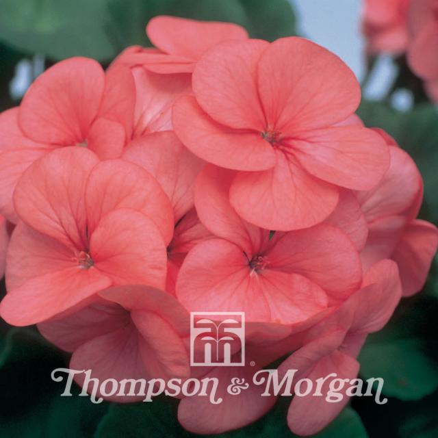 Pelargonium zonale rose - Geranium Horizon Coral Spice F1 Hybrid ...