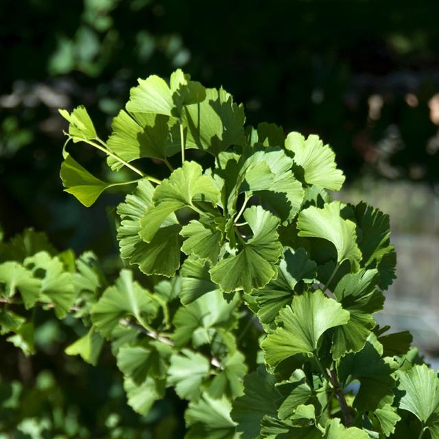 Ginkgo biloba Pendula - Arbre aux quarante écus au port pleureur original