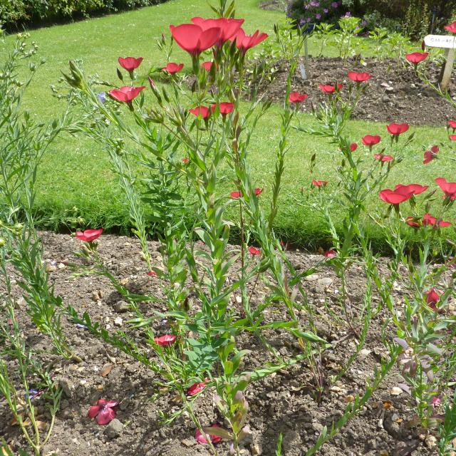 Linum grandiflorum Rubrum- Lin annuel à grandes fleurs - Annuelle à ...