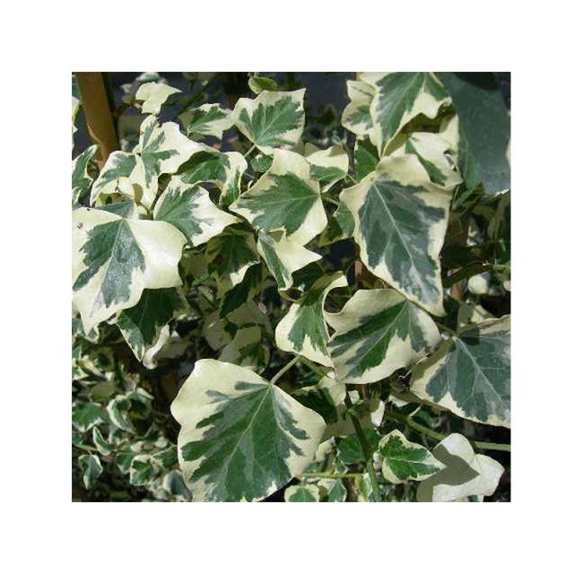 Hedera helix Marginata Elegantissima - Lierre commun à feuillage panaché