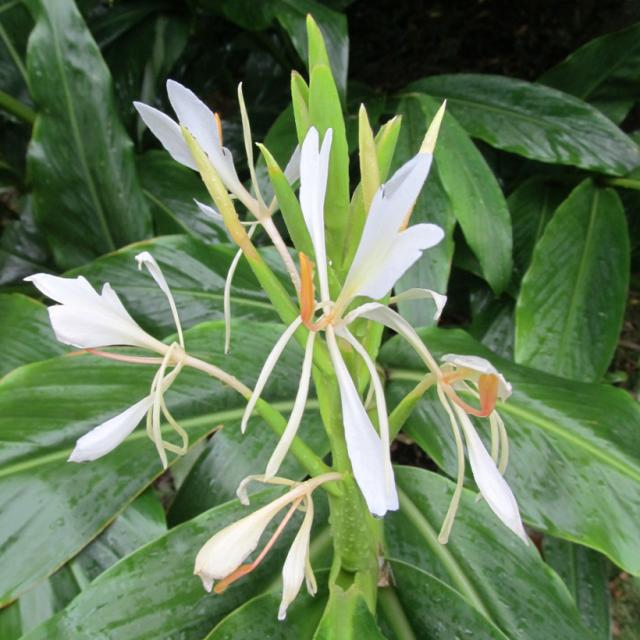 L'Hedychium forrestii, des fleurs parfumées de couleur blanche.