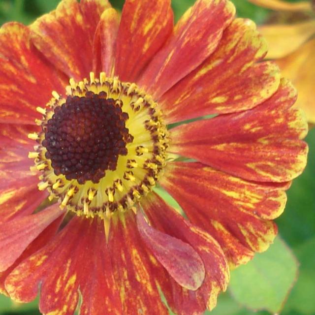Helenium Marion Nickig - Une Hélénie rouge orangé très florifère