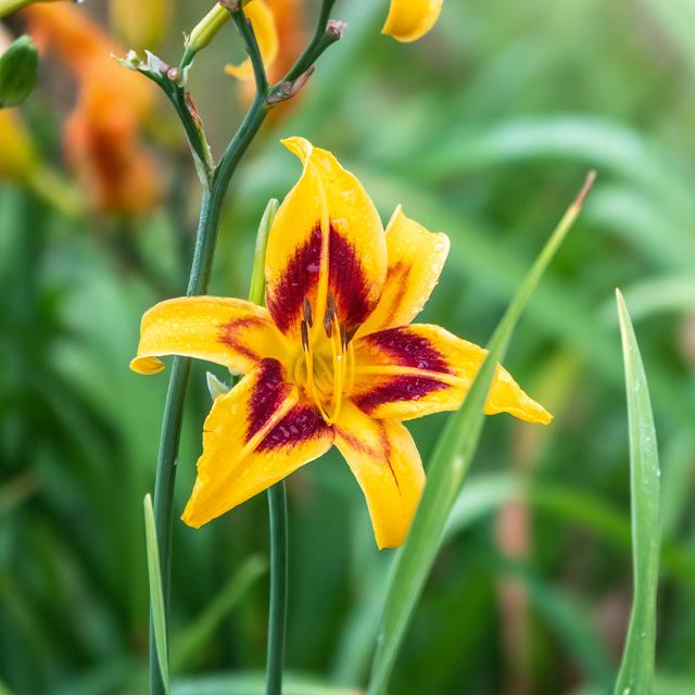 Hémérocalle Bonanza - Hemerocallis aux grandes fleurs jaune orangé halo ...