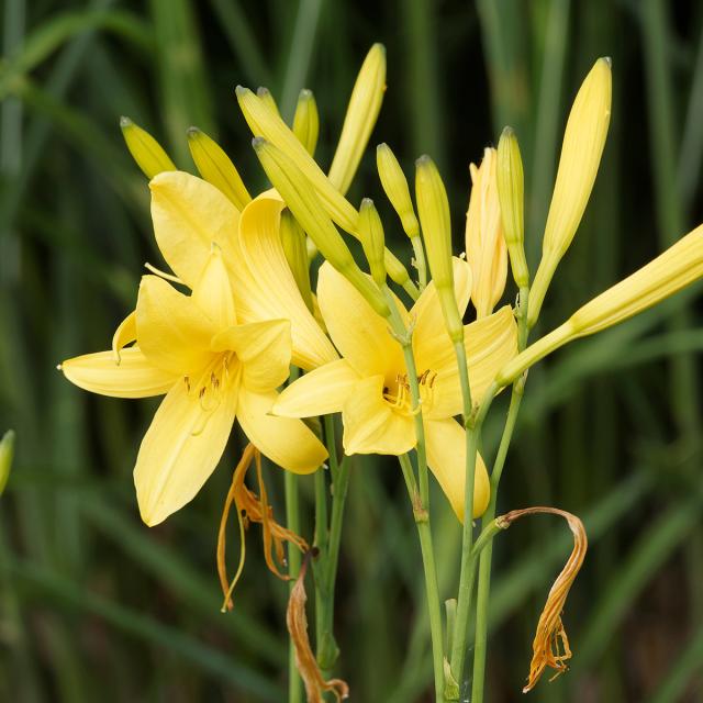Hémérocalle jaune - Hemerocallis lilioasphodelus (flava)
