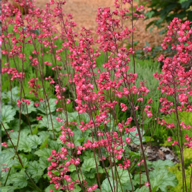 Heuchera Flower Power - Heuchère très florifère au feuillage vert ...