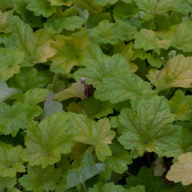 Heuchère Electric Lime - Heuchera - Feuillage vert chartreuse veiné de brun