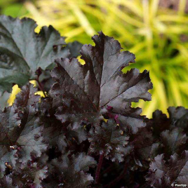 Heuchera L Dark Secret - Heuchère vigoureuse au feuillage noir tout ondulé