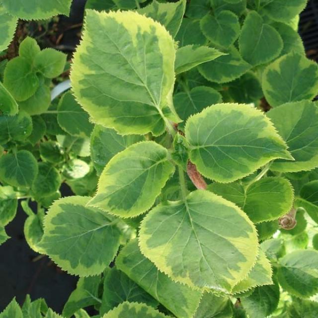 Hortensia grimpant Miranda – Hydrangea petiolaris à feuilles panachées