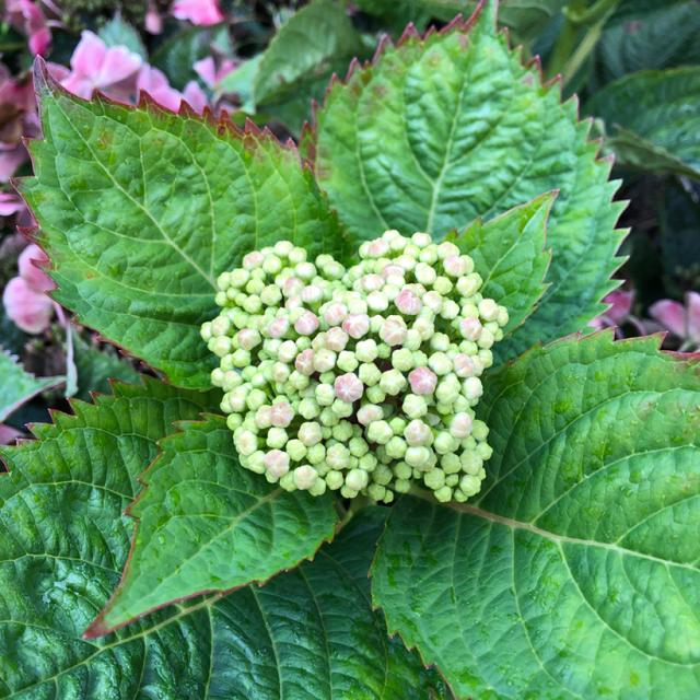 Hydrangea macrophylla Teller Red - Hortensia à têtes plates rouges