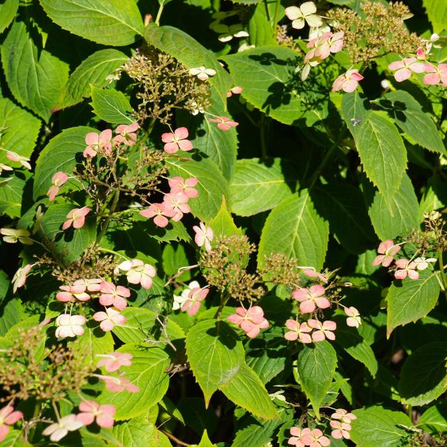 Hydrangea paniculata Dharuma - Hortensia paniculé compact aux fleurs ...
