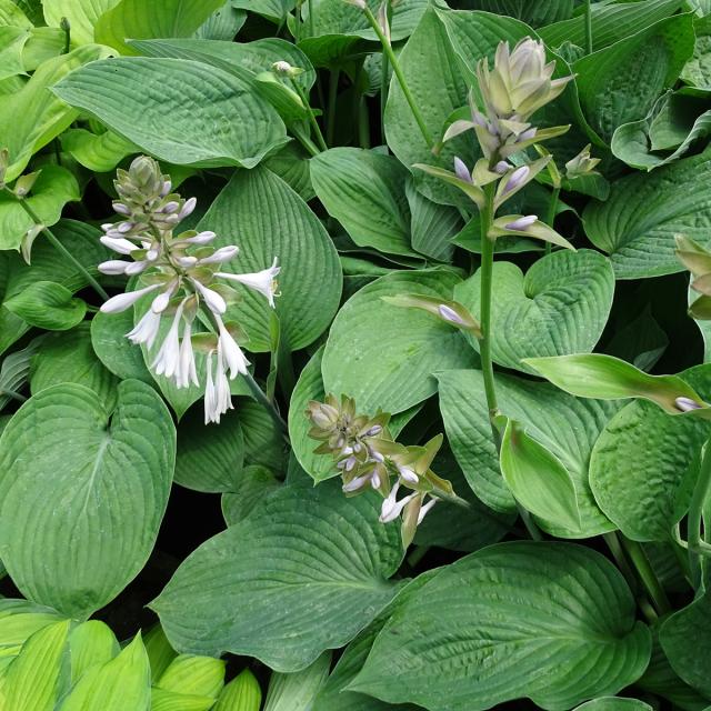 Hosta Jurassic Park - Une variété géante, aux grandes feuilles en forme ...