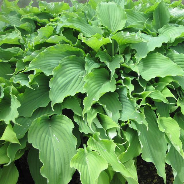 Hosta Neptune - De grandes feuilles vert bleu, lancéolées et ondulées