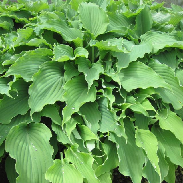 Hosta Neptune - De grandes feuilles vert bleu, lancéolées et ondulées