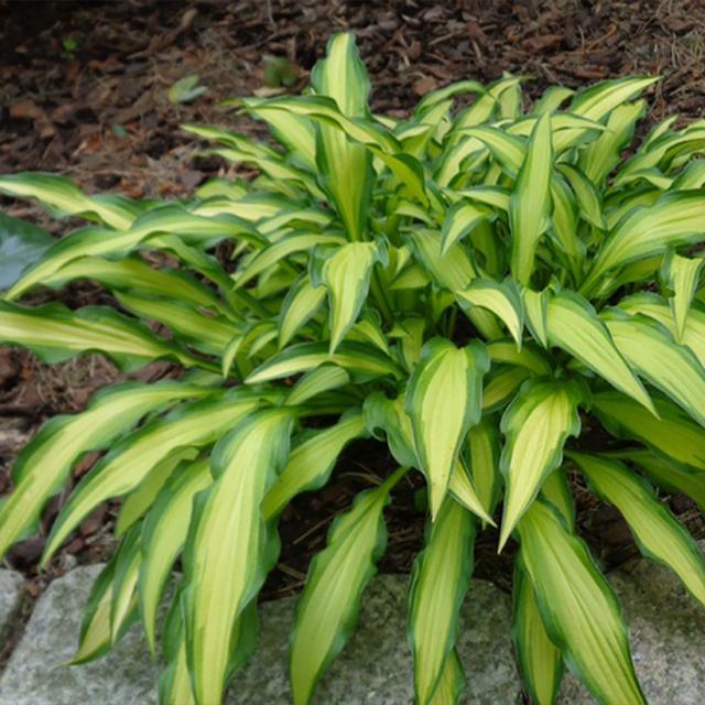 Hosta Sizzle - Petite vivace à feuillage panaché jaune et vert