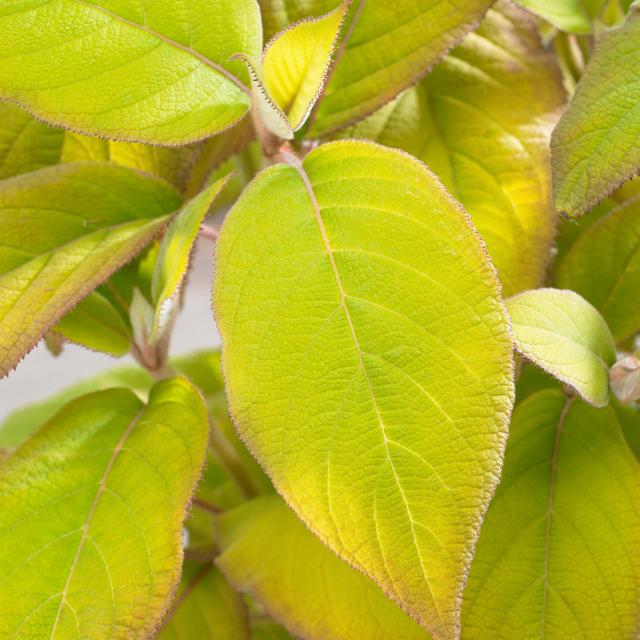 Hydrangea aspera Goldrush – Hortensia à feuillage doré et fleurs lavande