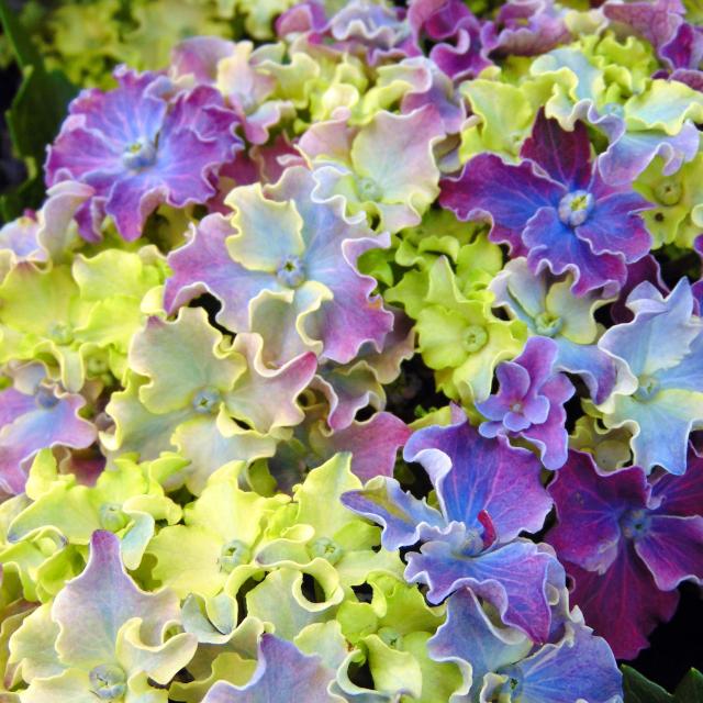 Hydrangea macrophylla Curly Sparkle Blue - Hortensia à fleurs bleu-violacé