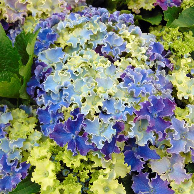 Hydrangea macrophylla Curly Sparkle Blue - Hortensia à fleurs bleu-violacé
