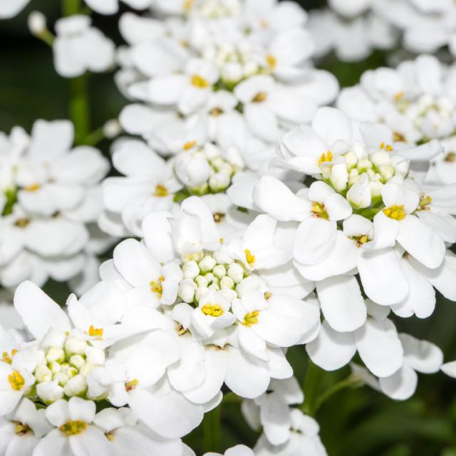 Iberis sempervirens Appen-Etz - Corbeille d'argent -Thlaspi toujours vert