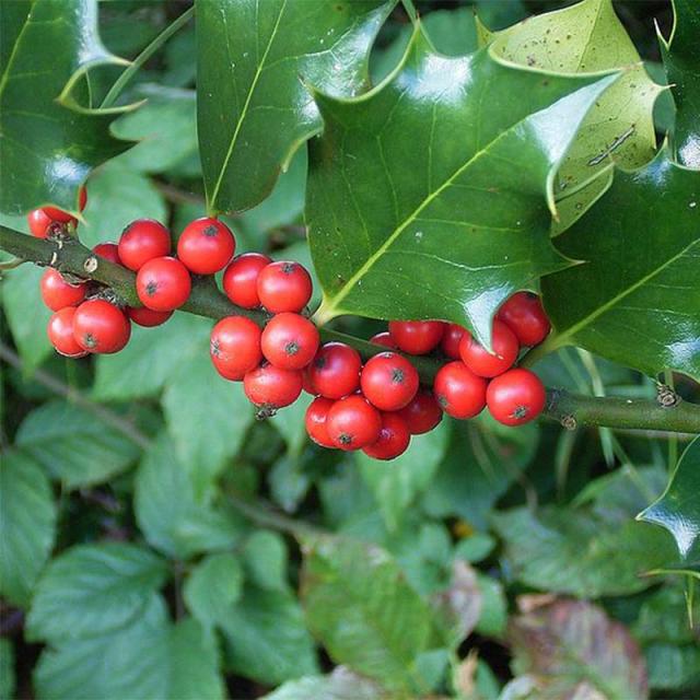 Ilex aquifolium - Houx commun à feuilles persistantes et baies rouges