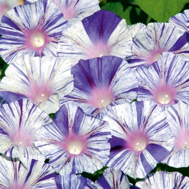 Ipomée – Liseron bleu Venice Blue à fleurs en trompettes bleu striées