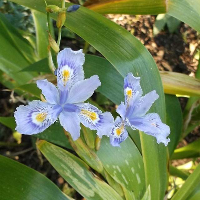 Iris confusa Martyn Rix - Iris bambou à fleurs bleu-mauve