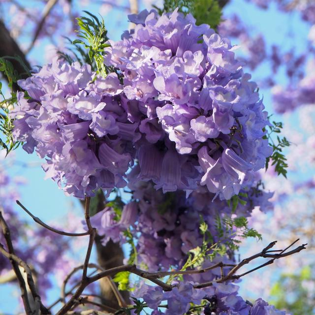 Flamboyant bleu - Jacaranda mimosifolia - Arbre tropical à floraison ...