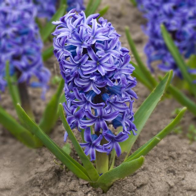 Jacinthe Delft Blue - Hyacinthus orientalis - Bulbeuse rustique, aux ...