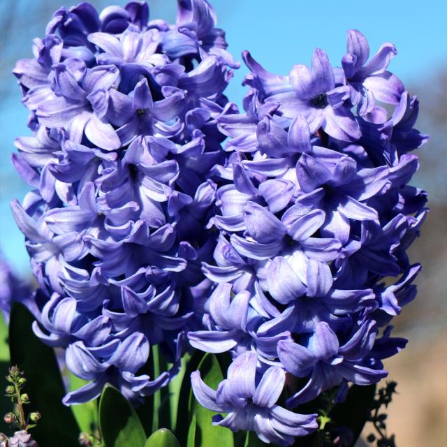 Jacinthe Delft Blue - Hyacinthus orientalis - Bulbeuse rustique, aux ...