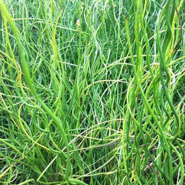 Juncus effusus Spiralis - Jonc spiralé, tortueux - Vivace pour sol humide