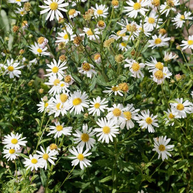 Kalimeris incisa Alba - Vivace d'été à fleurs blanches, proche de l'Aster