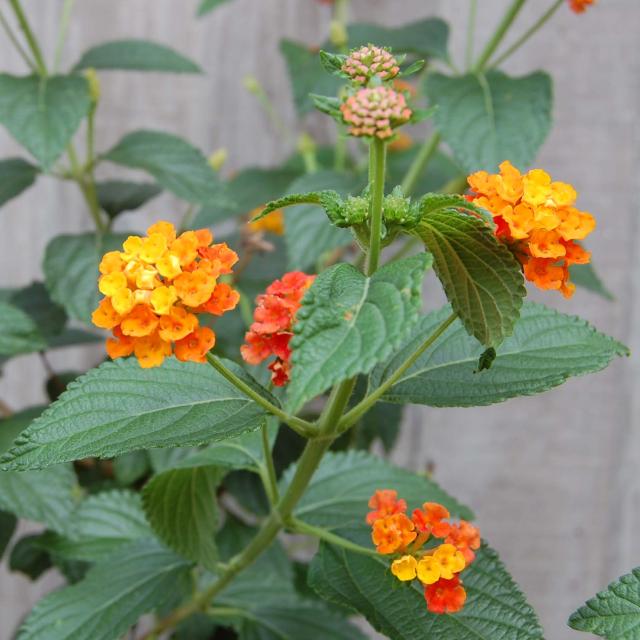 Lantana camara Evita Red imp. - Arbrisseau compact, très florifère, à ...