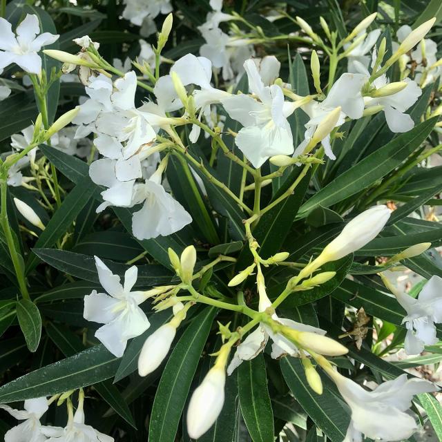 Laurier rose - Nerium oleander Blanc – Arbuste à floraison blanc pur