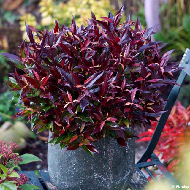 Leucothoe axillaris Red Lips Lipsbolwi - Leucothoé compact à feuillage ...