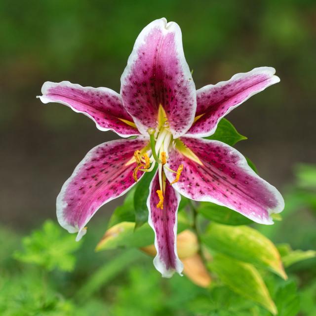 Lilium speciosum rubrum Uchida - Lis botanique rose parfumé.