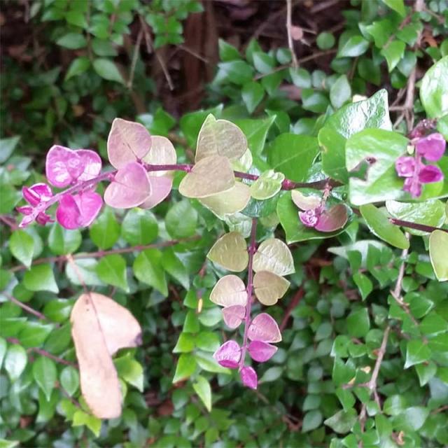 Chèvrefeuille arbustif Red Tips - Lonicera nitida à jeunes pousses pourpres