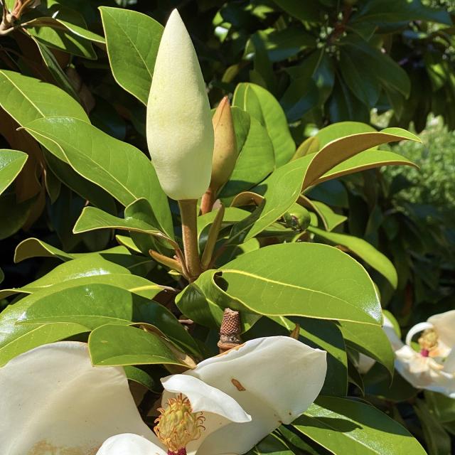 Magnolia grandiflora Goliath - Magnolia persistant à très grosses ...